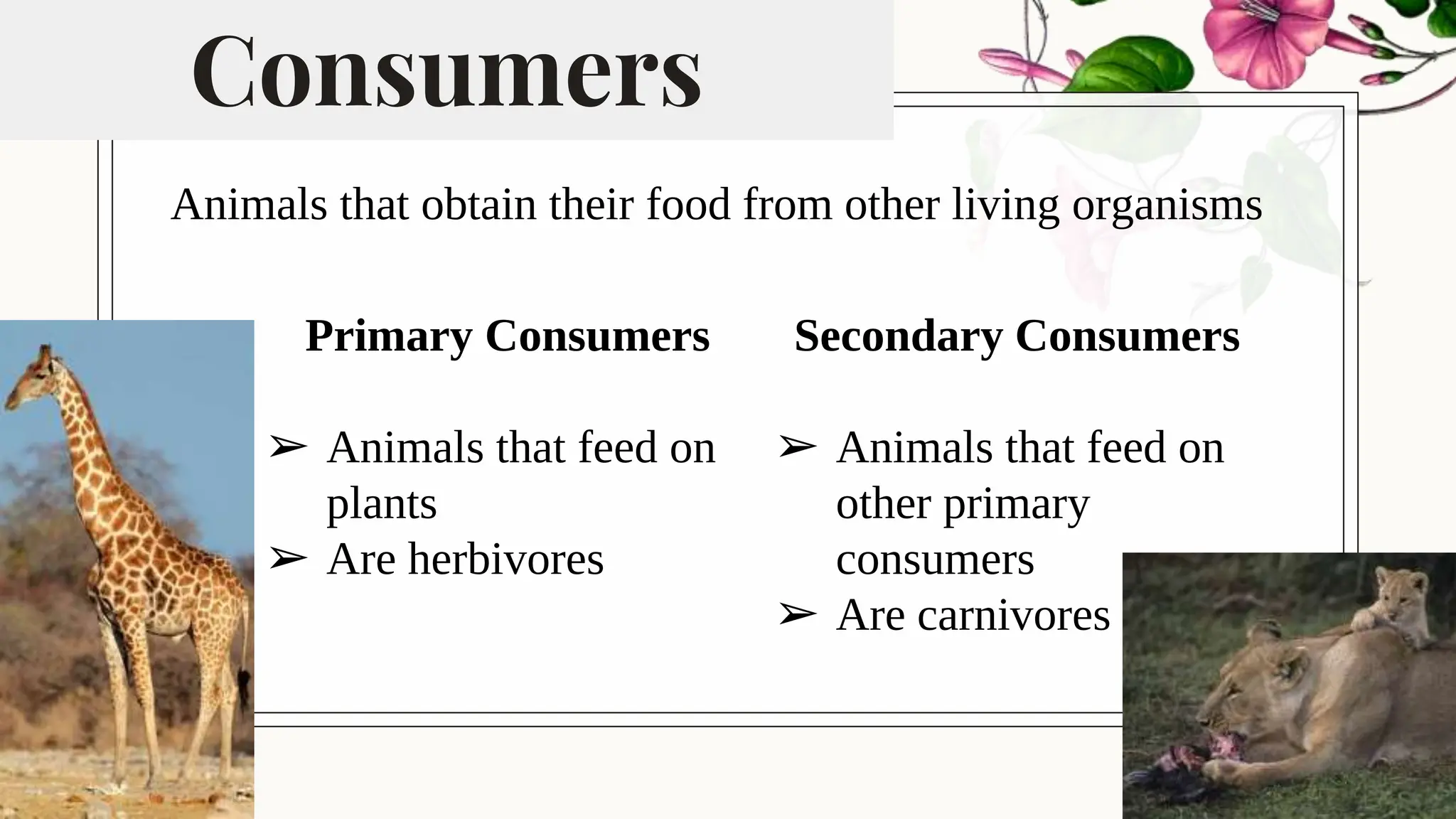 Biodiversity_food chains.pptx