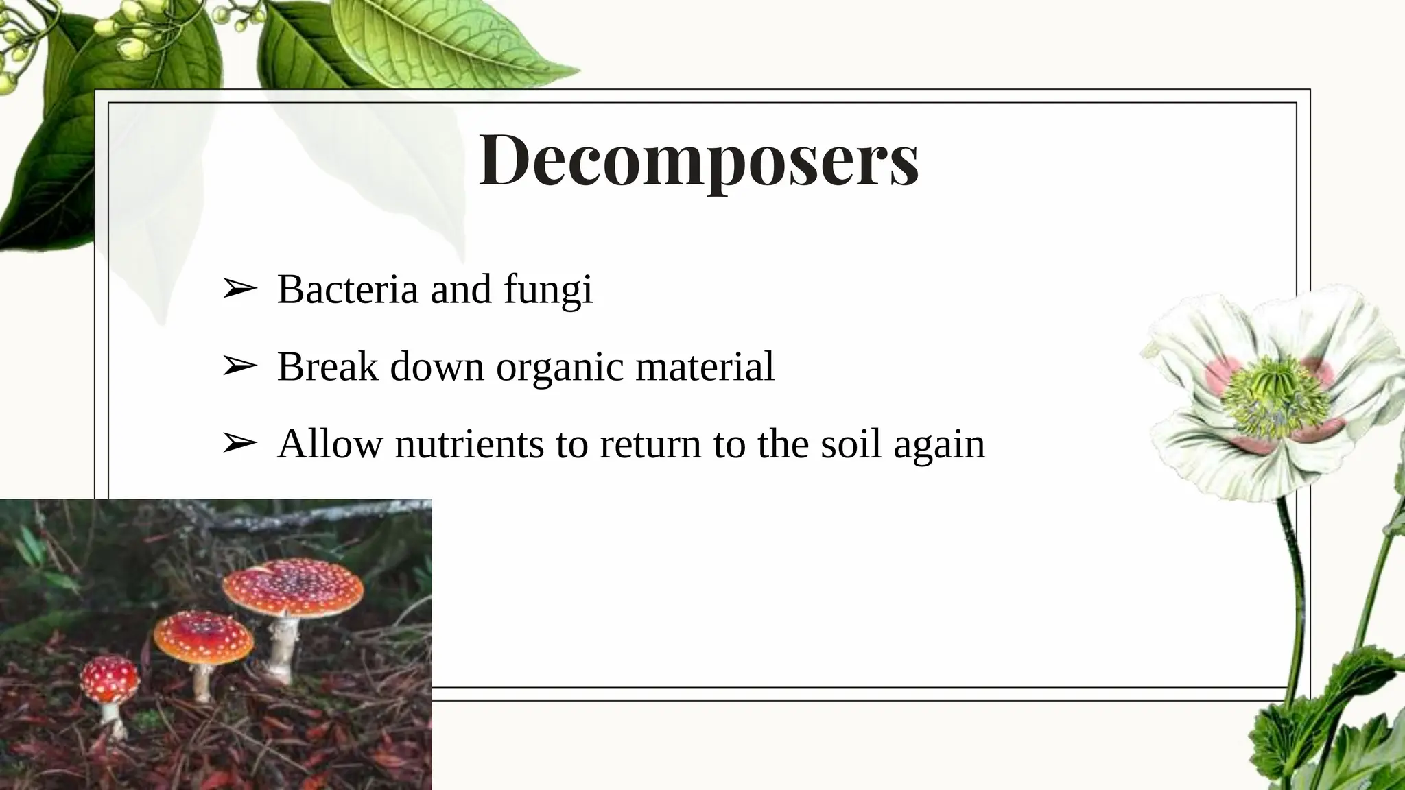 Biodiversity_food chains.pptx