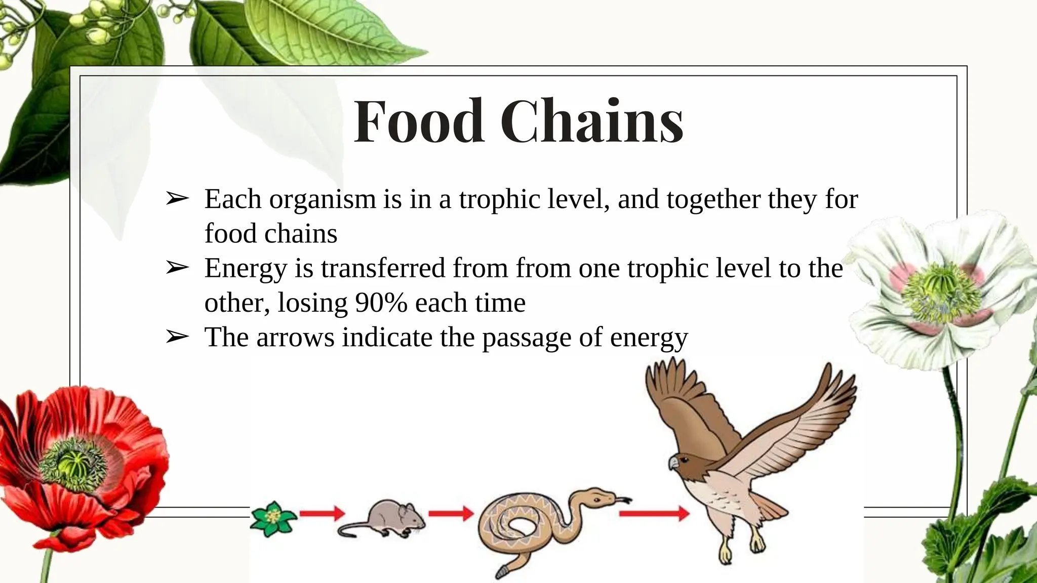 Biodiversity_food chains.pptx