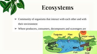 Biodiversity_food chains.pptx