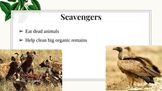 Biodiversity_food chains.pptx