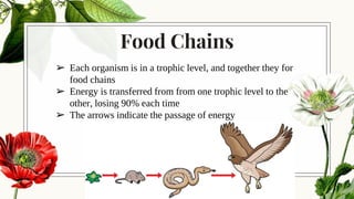Biodiversity_food chains.pptx