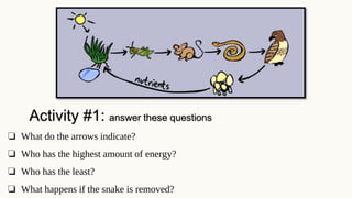 Biodiversity_food chains.pptx
