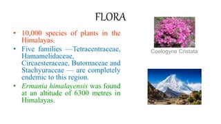Biodiversity hotspots | PPTX