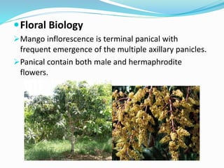 Biodiversity in mango | PPTX