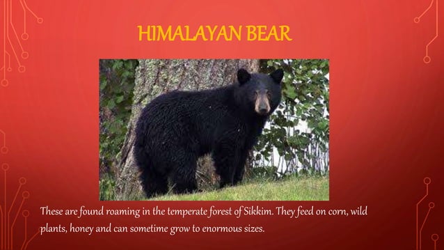 Biodiversity in sikkim | PPTX | Birdwatching | Hobbies & Interests