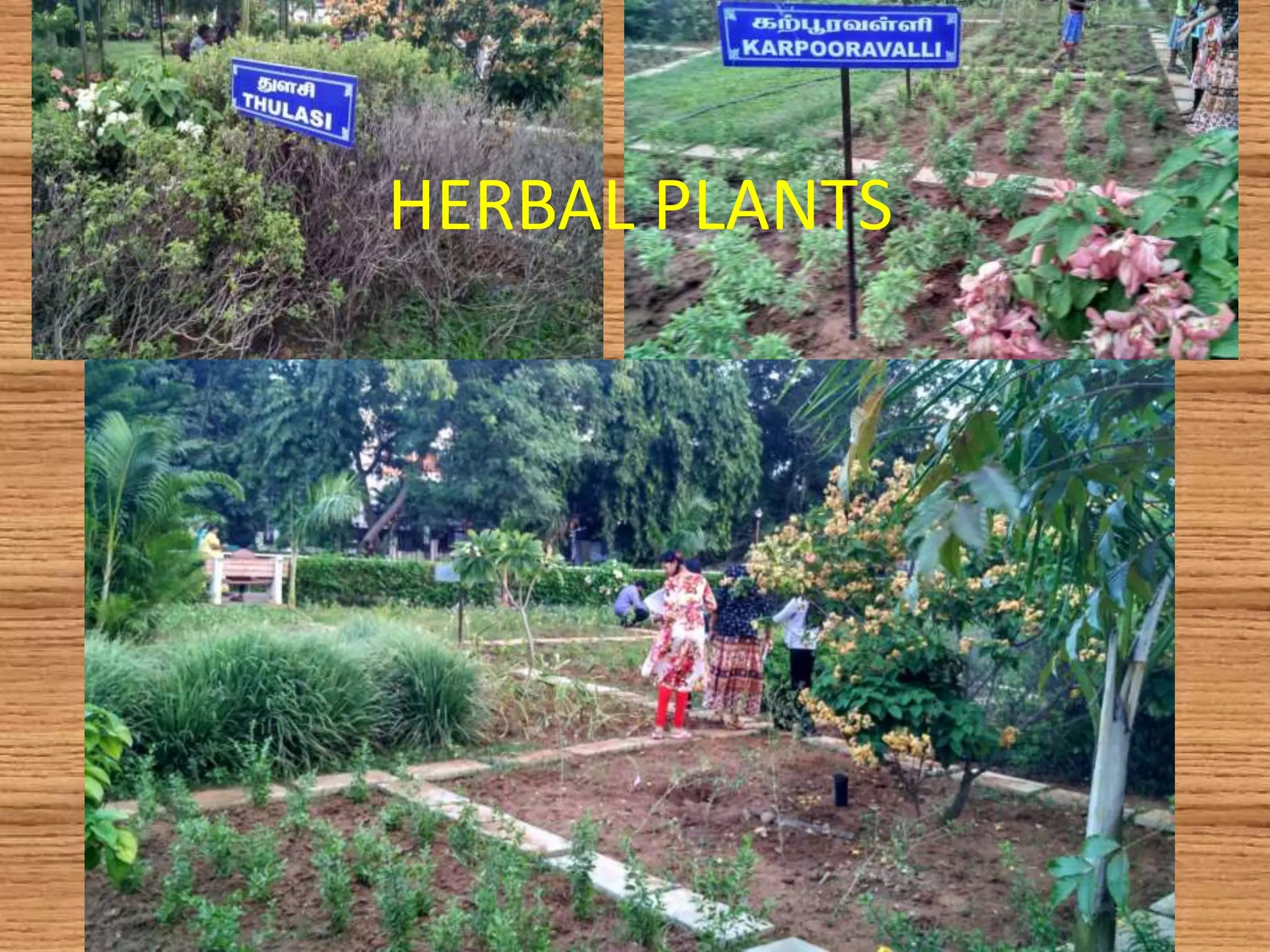 Biodiversity in sivan park remade | PPTX