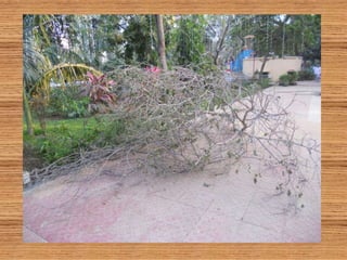 Biodiversity in sivan park remade | PPTX