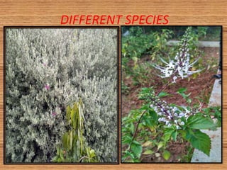 Biodiversity in sivan park remade | PPTX