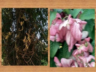 Biodiversity in sivan park remade | PPTX