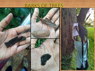 Biodiversity in sivan park remade | PPTX