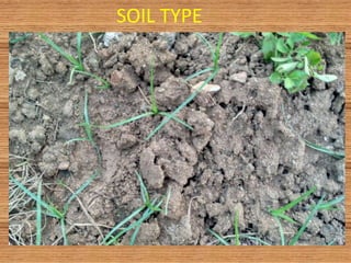 Biodiversity in sivan park remade | PPTX