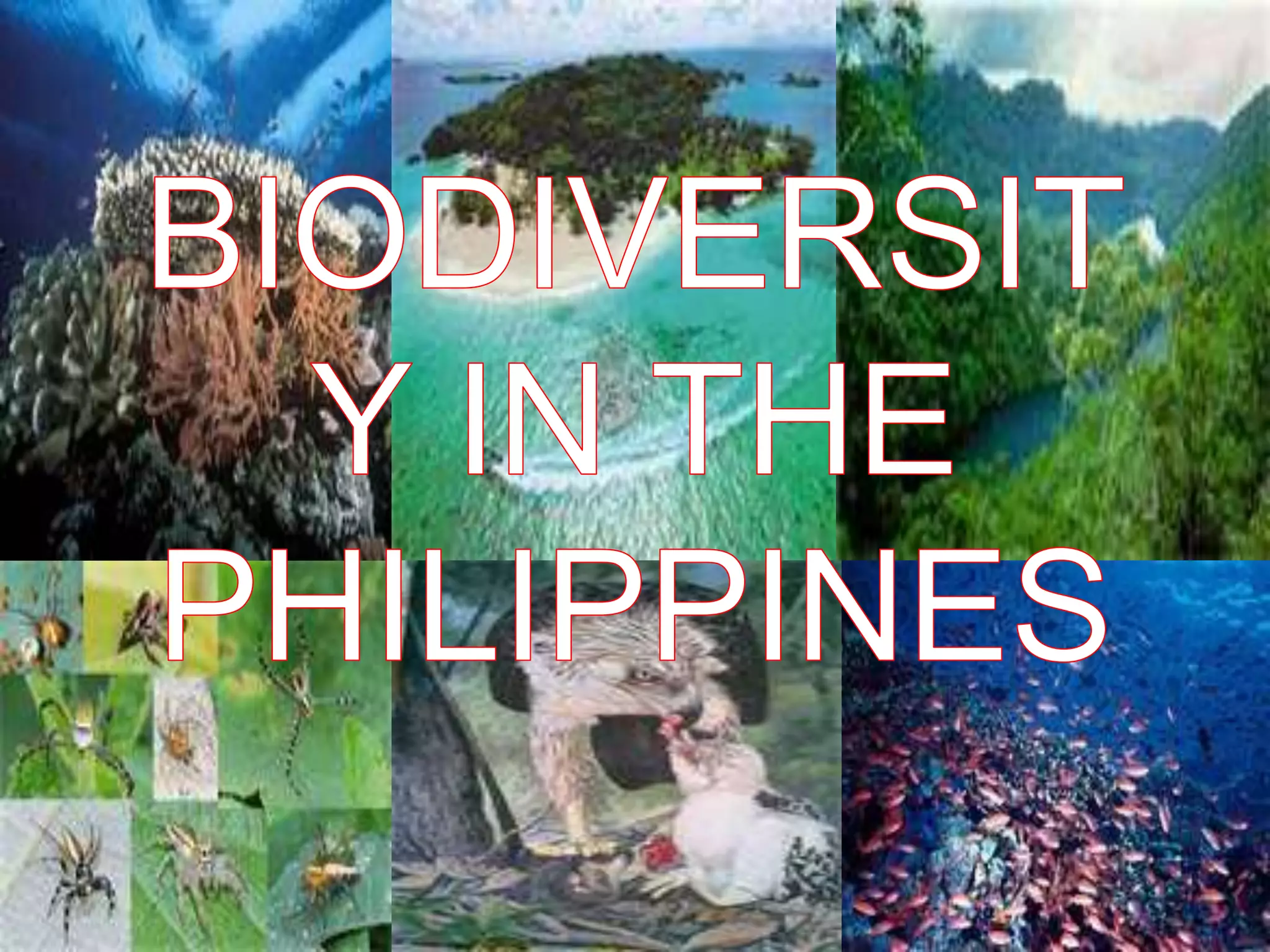 Biodiversity in the philippines | PPTX