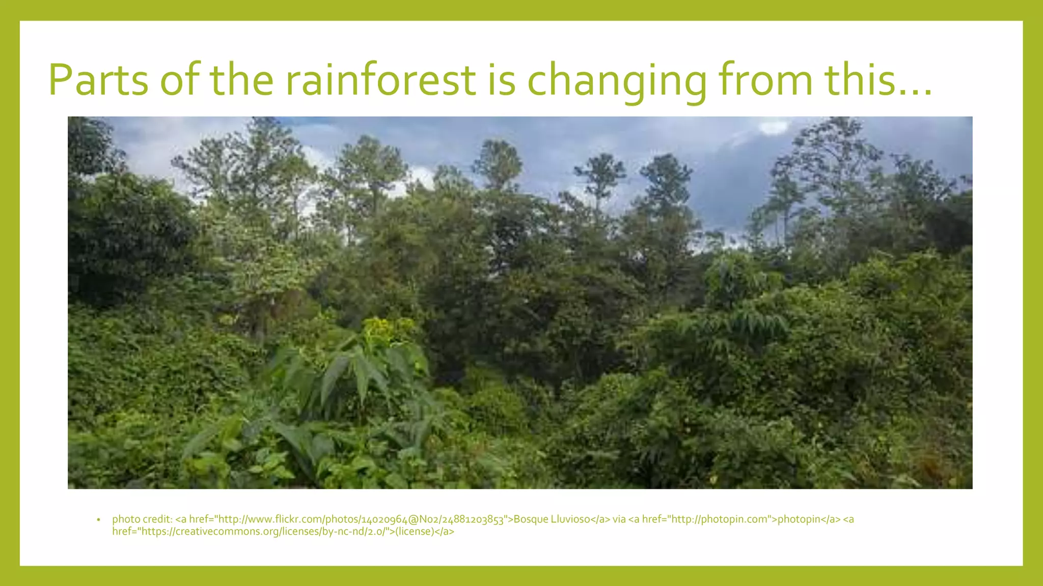 Biodiversity in the rainforest