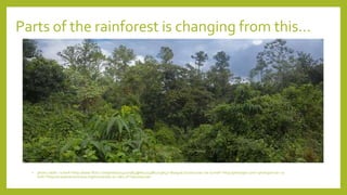 Biodiversity in the rainforest | PPTX