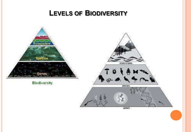 Biodiversity & I ts Conservation | PPT