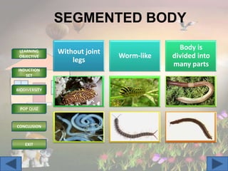 Biodiversity | PPTX | Reptiles | Pets