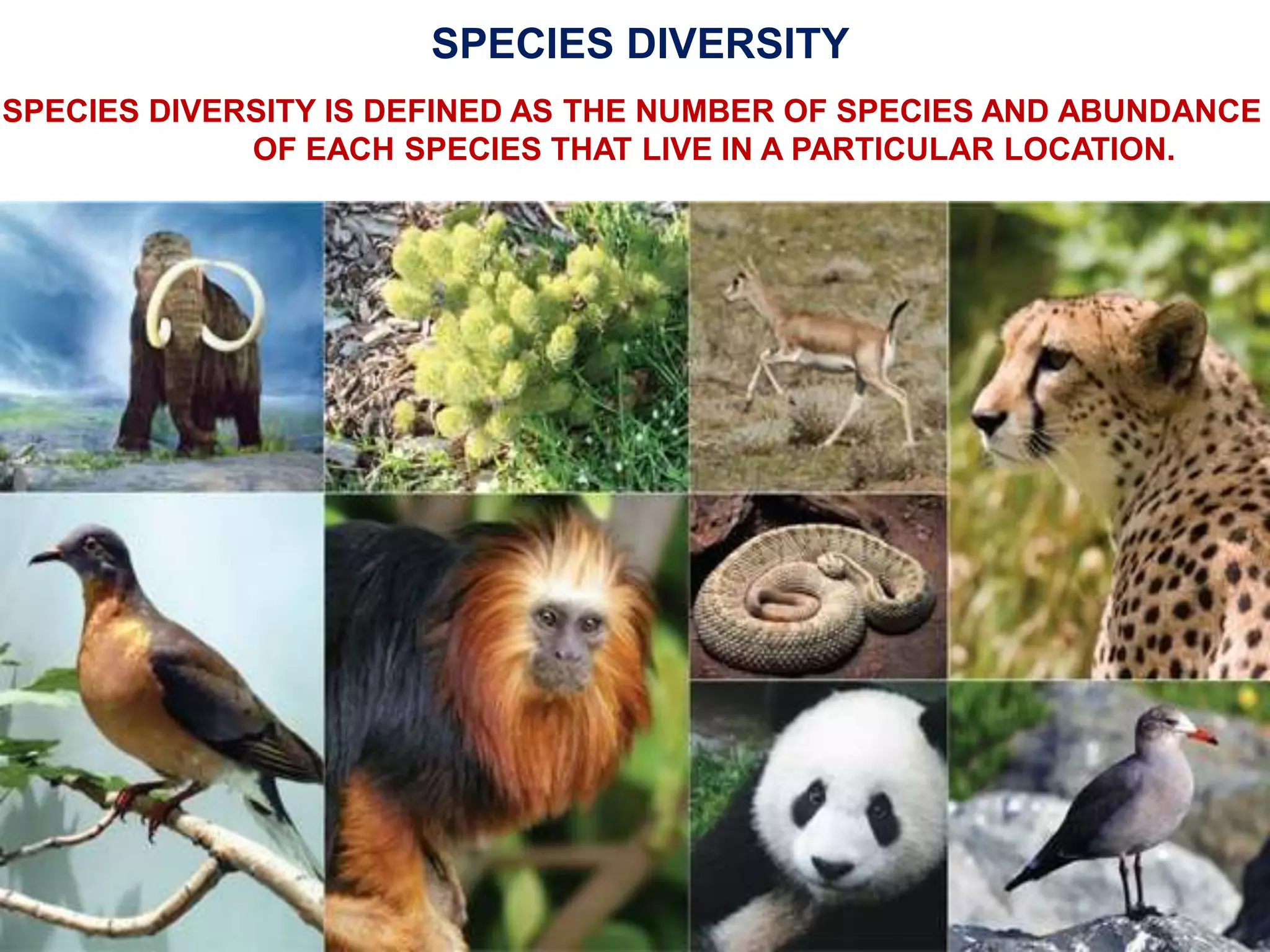 Introduction to biodiversity, Types of biodiversity | PPT
