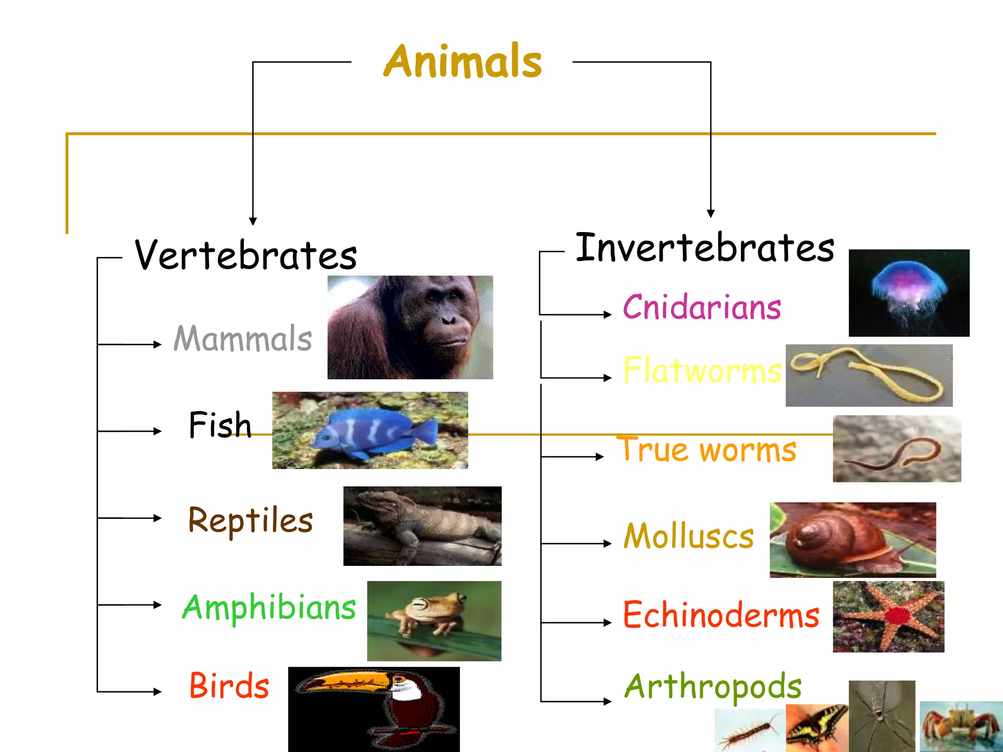 Introduction to biodiversity, Types of biodiversity | PPT