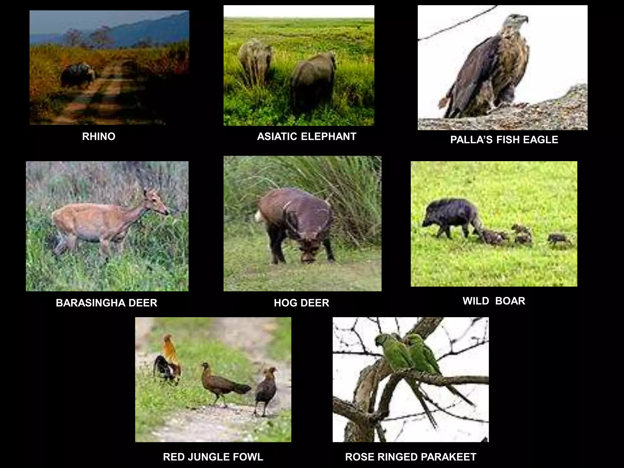 India as mega biodiversity habitat: Biodiversity | PPT