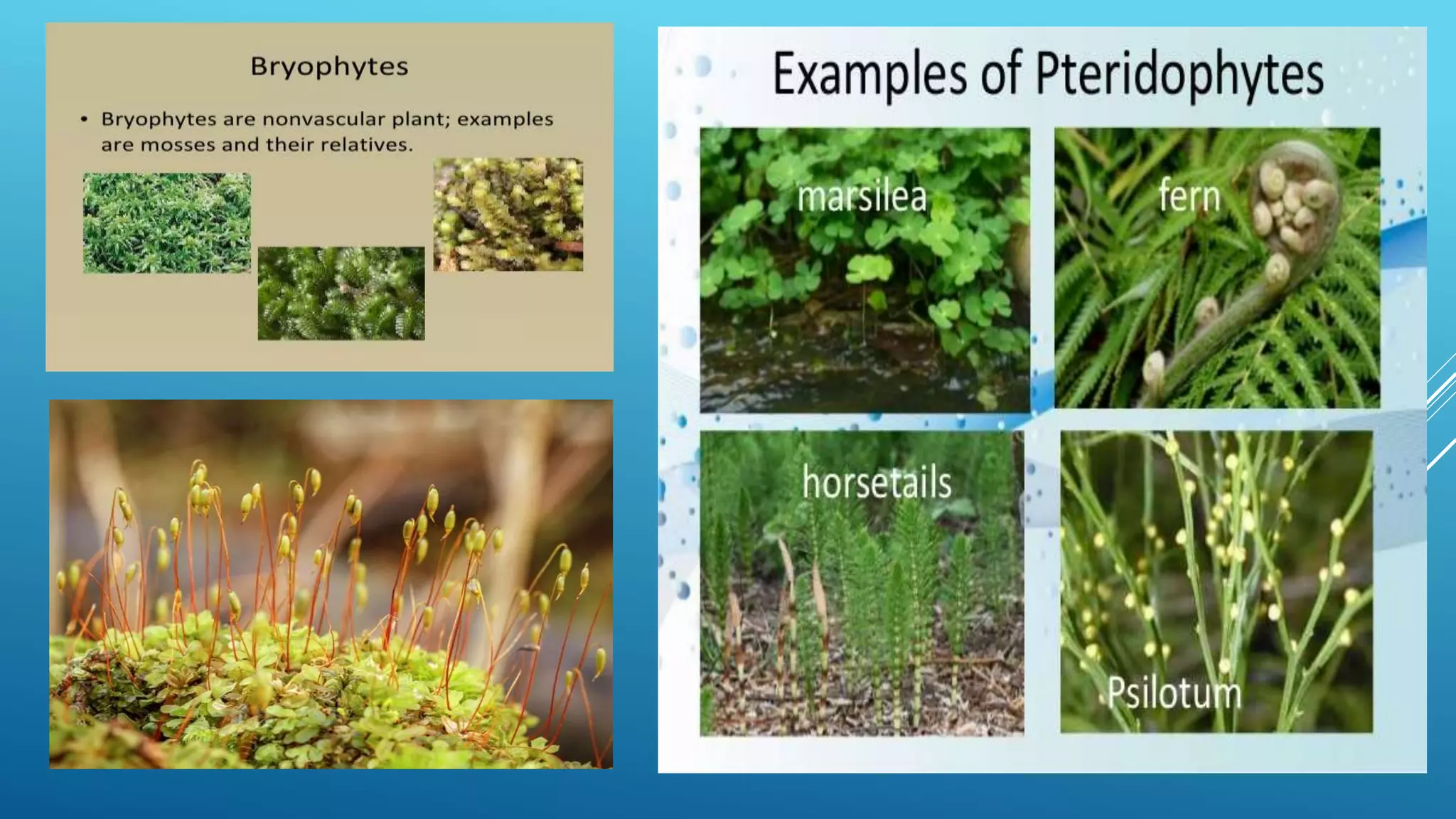 Biodiversity mini lesson | PPTX