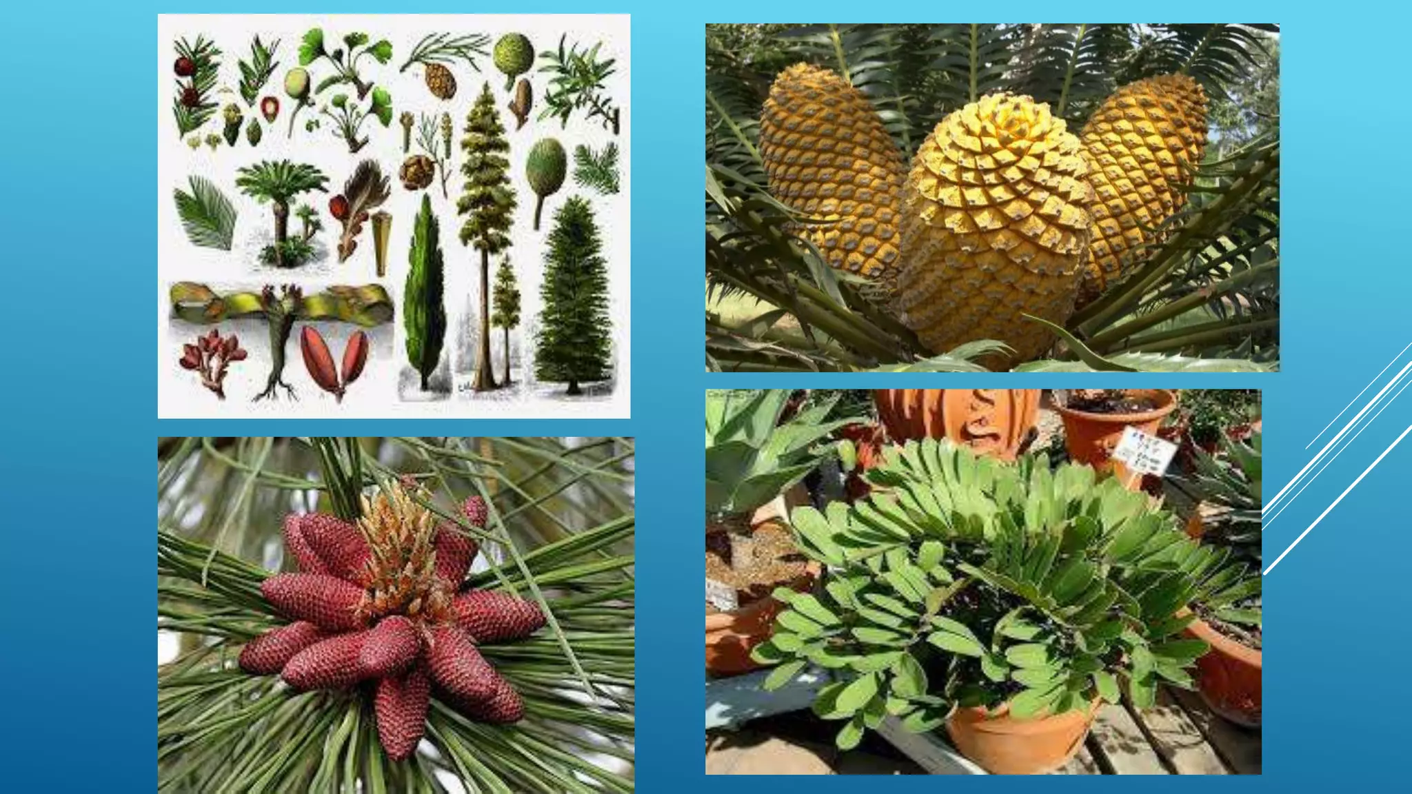 Biodiversity mini lesson | PPTX