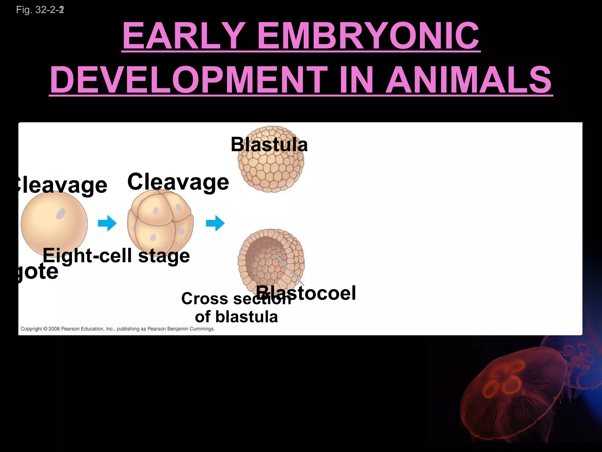 Biodiversity of animals | PPT
