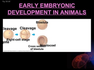 Biodiversity of animals | PPT