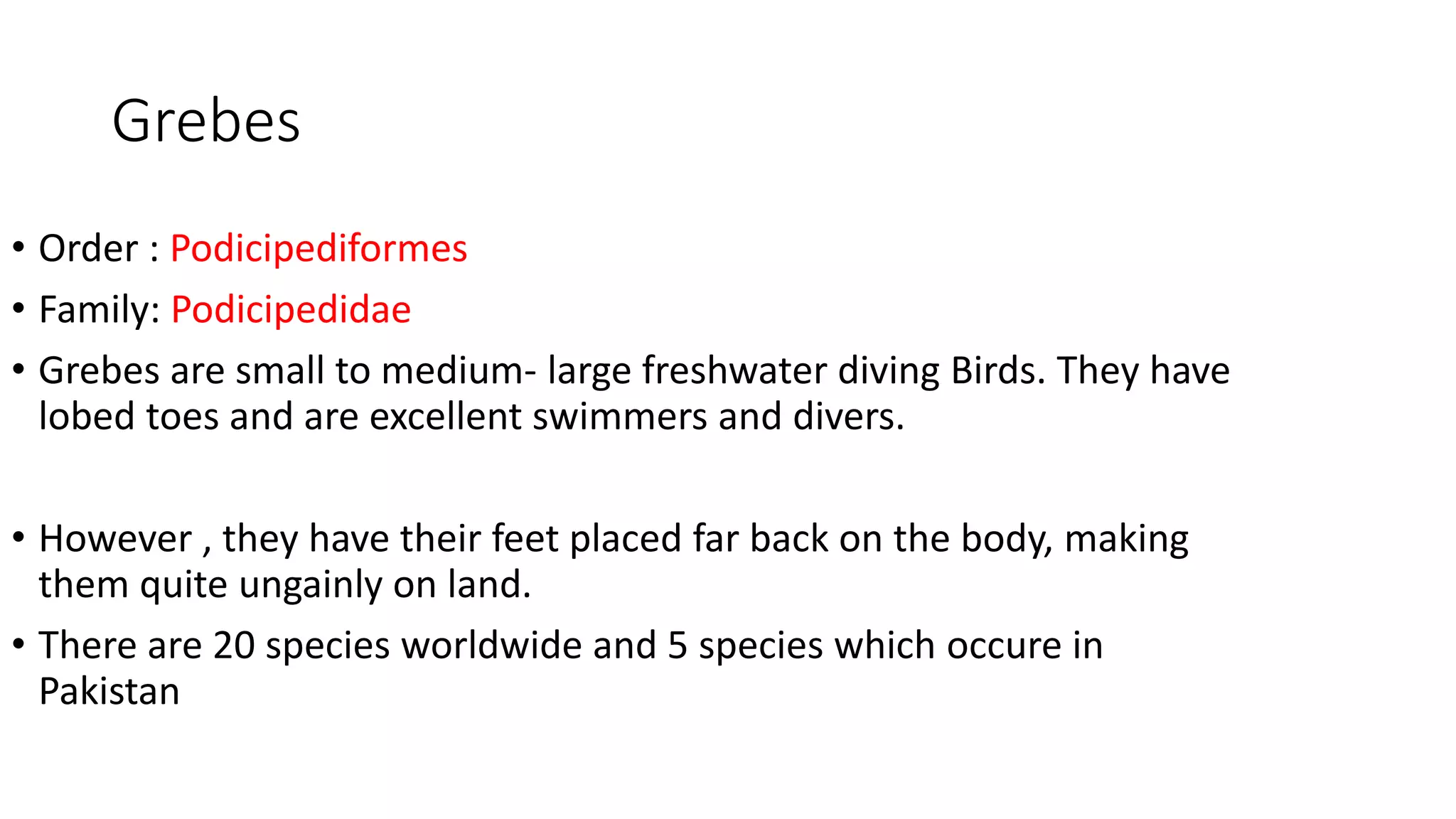 Biodiversity of birds | PPTX | Birdwatching | Hobbies & Interests