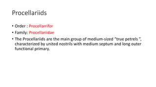 Biodiversity of birds | PPTX | Birdwatching | Hobbies & Interests