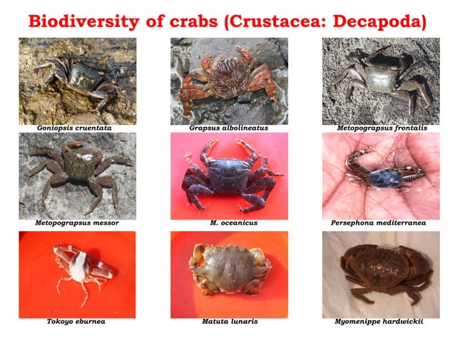 Biodiversity of crabs (Crustacea-Decapoda) along Uran coast, Navi ...