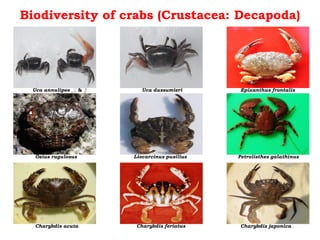 Biodiversity of crabs (Crustacea-Decapoda) along Uran coast, Navi ...