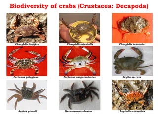Biodiversity of crabs (Crustacea-Decapoda) along Uran coast, Navi ...