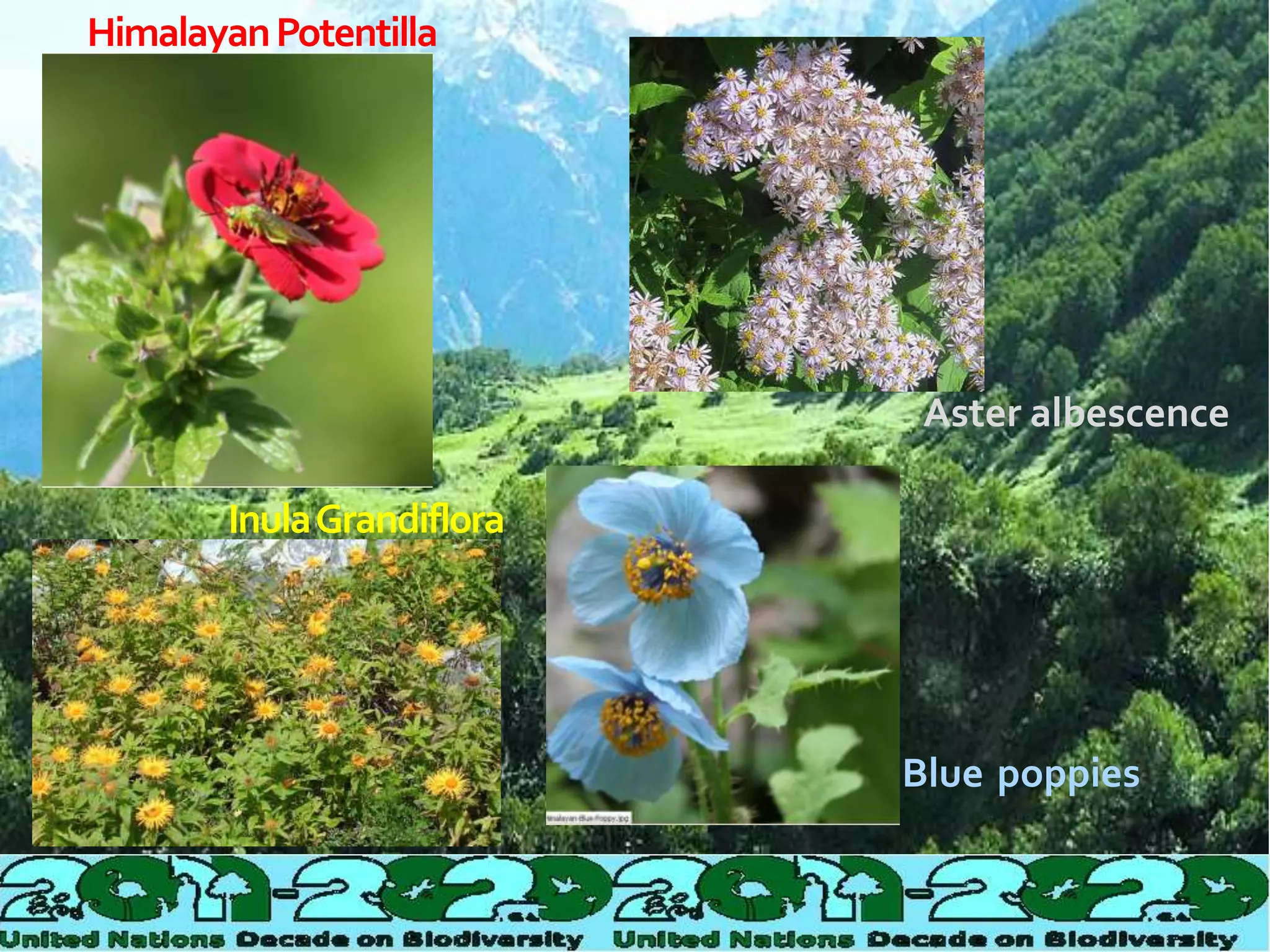 Biodiversity of himalaya final | PPTX