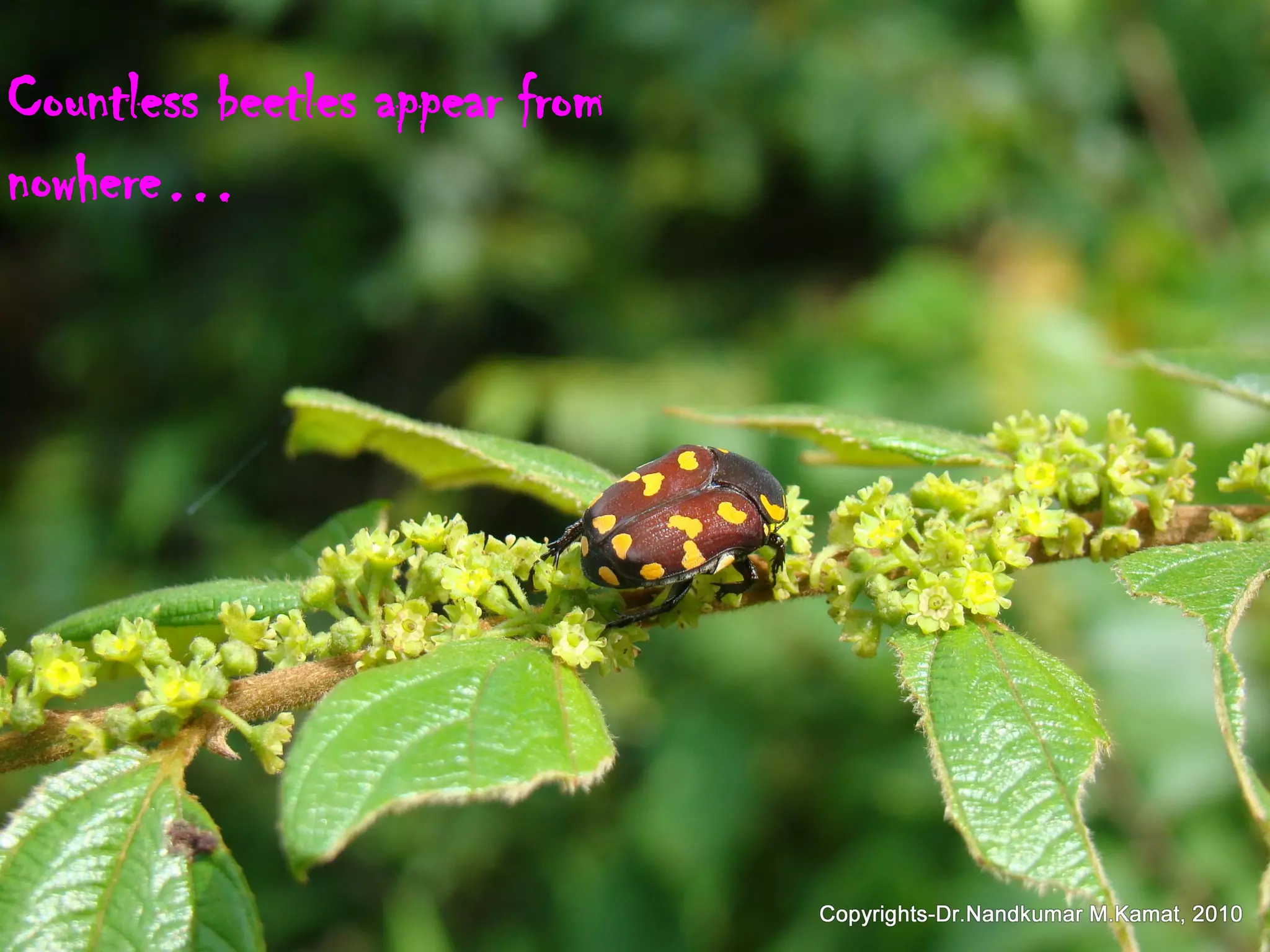 Biodiversity of insects and fungi at goa university campus by Nandkumar ...