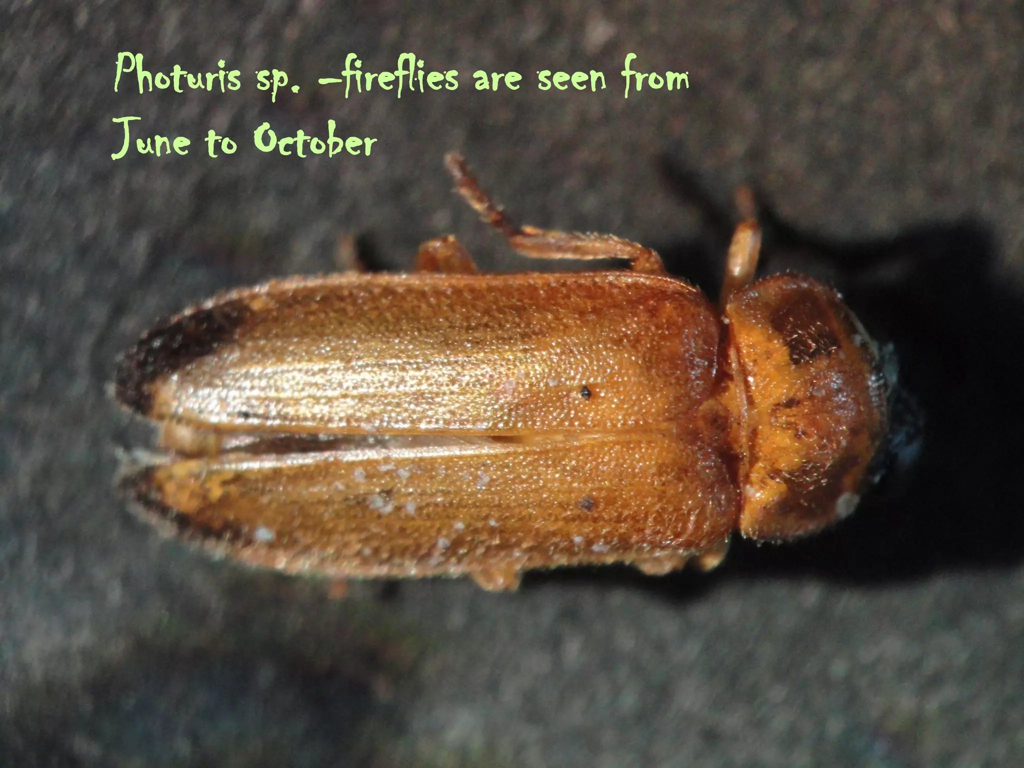 Biodiversity of insects and fungi at goa university campus by Nandkumar ...