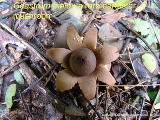 Biodiversity of insects and fungi at goa university campus by Nandkumar ...
