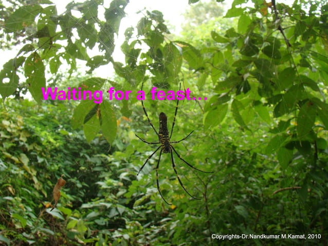 Biodiversity of insects and fungi at goa university campus by Nandkumar ...