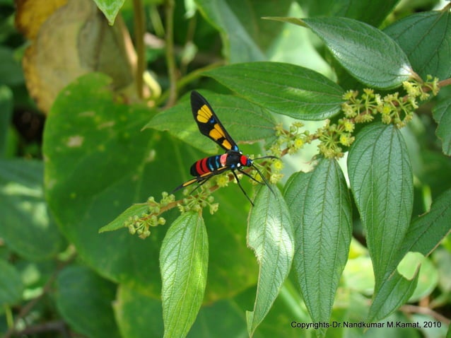 Biodiversity of insects and fungi at goa university campus by Nandkumar ...