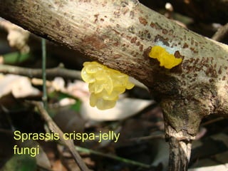 Biodiversity of insects and fungi at goa university campus by Nandkumar ...