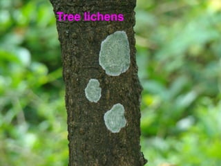 Biodiversity of insects and fungi at goa university campus by Nandkumar ...