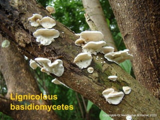 Biodiversity of insects and fungi at goa university campus by Nandkumar ...