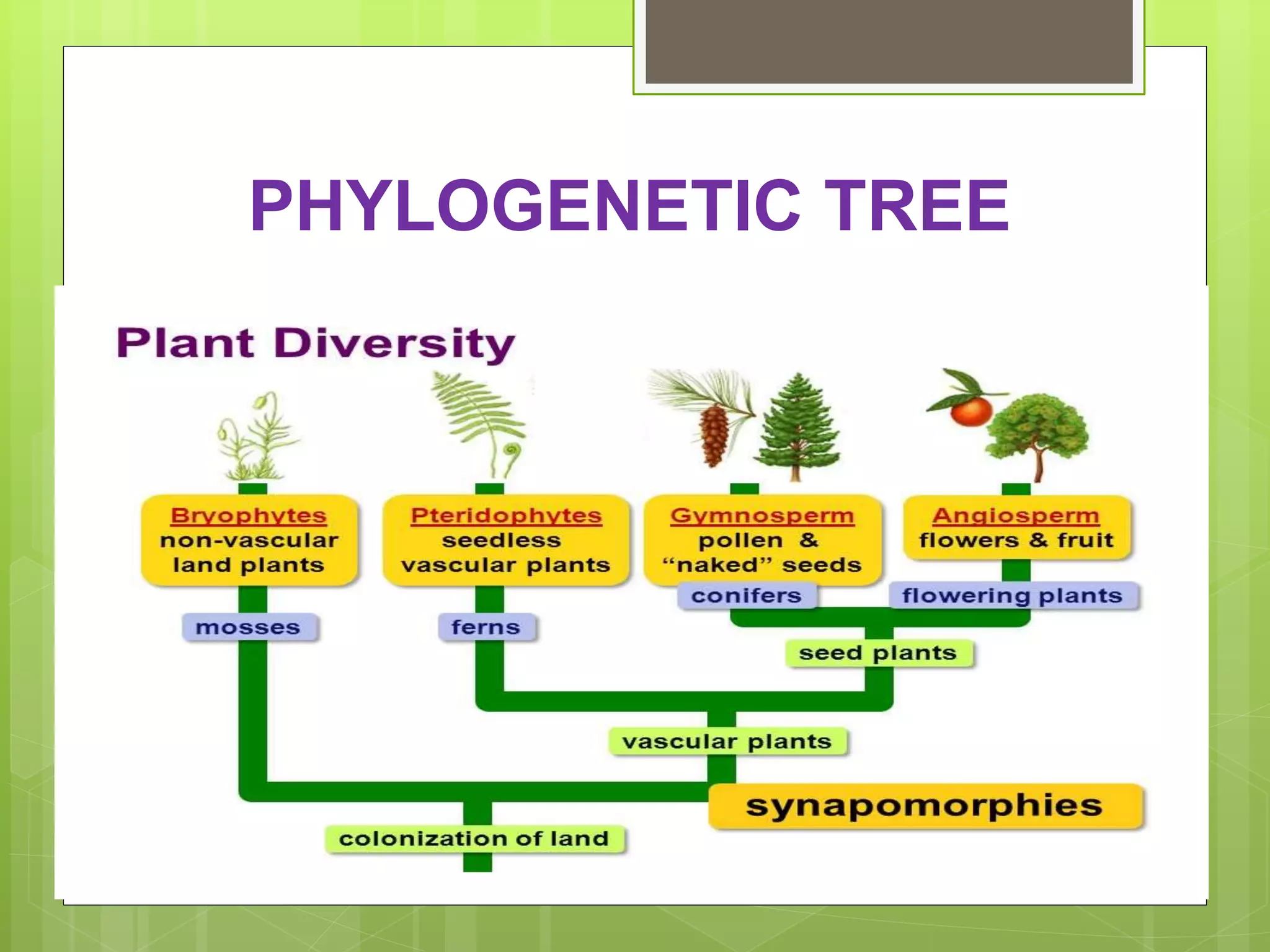 Biodiversity of living organisms | PPT