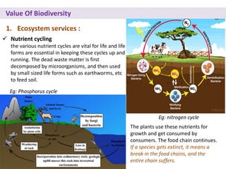 Biodiversity and its conservation | PPTX