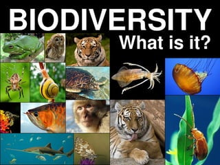 Biodiversity PowerPoint Editable Large File.pptx