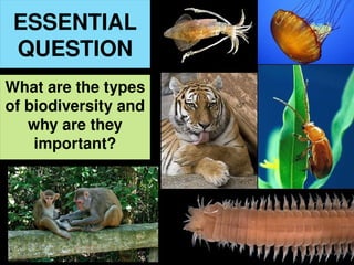 Biodiversity PowerPoint Editable Large File.pptx