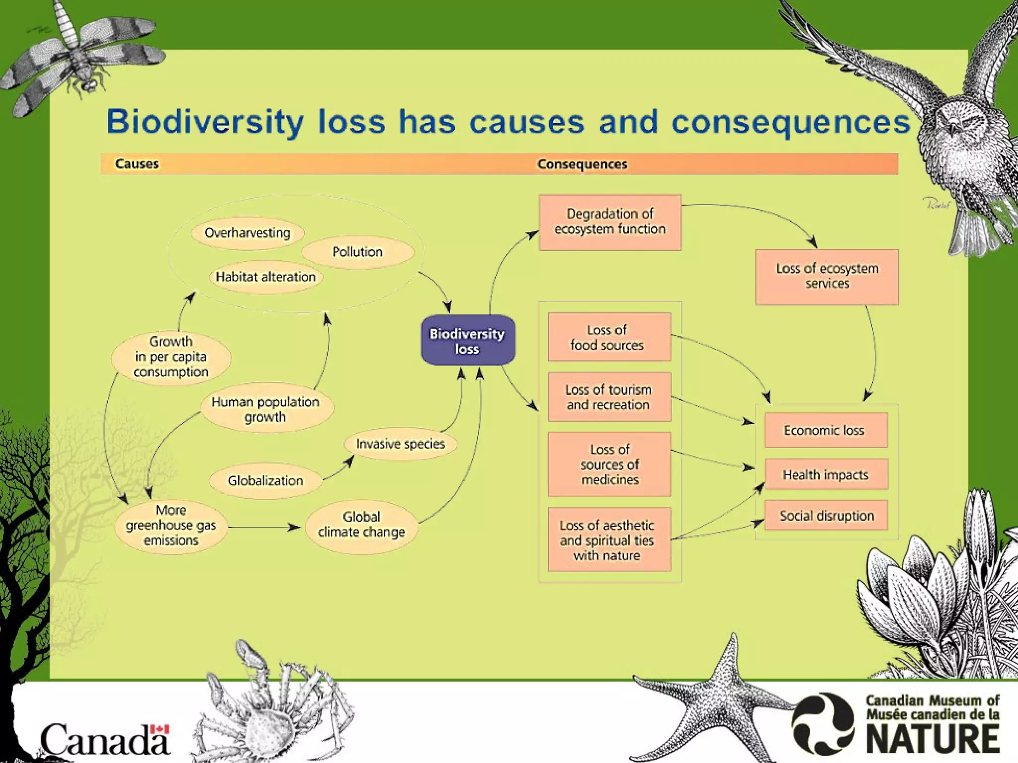 Biodiversity | PPT