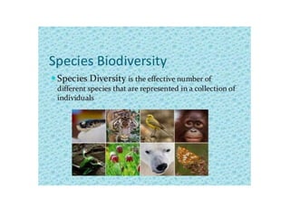 Biodiversity PPT.pptx