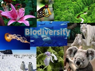 BASICS OF ENVIRONMENT AND BIODIVERSITY ppt.pptx