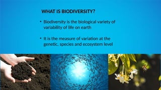 IMPORTANCE OF BIODIVERSITY IN DAILY LIFE | PPTX